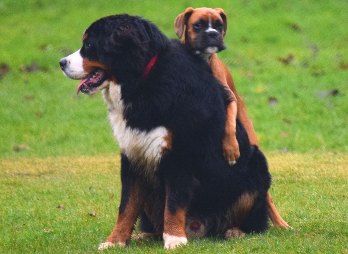 Most Cuddly Dogs Here Are The 10 Cuddliest And Snuggliest Breeds Of most-cuddly-dogs-here-are-the-10-cuddliest-and-snuggliest-breeds-of